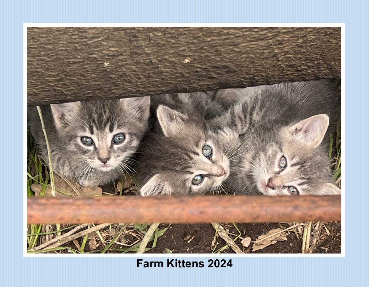 Farm Kittens