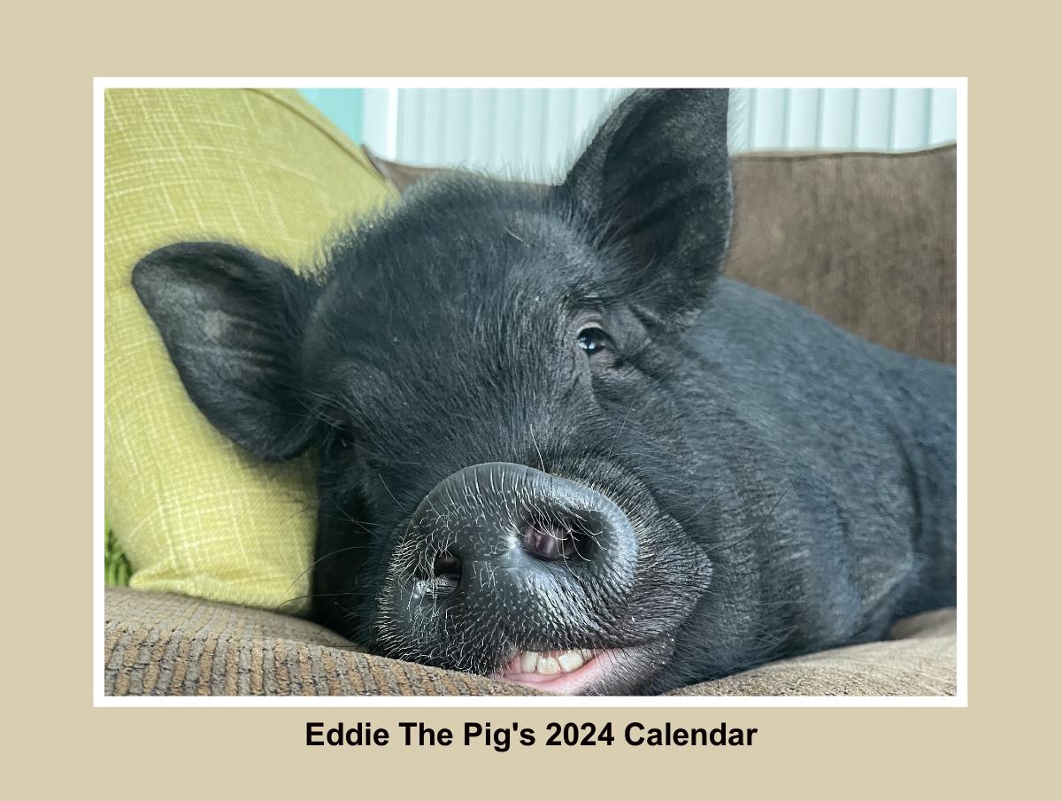 Eddie The Pig Store | Create Photo Calendars