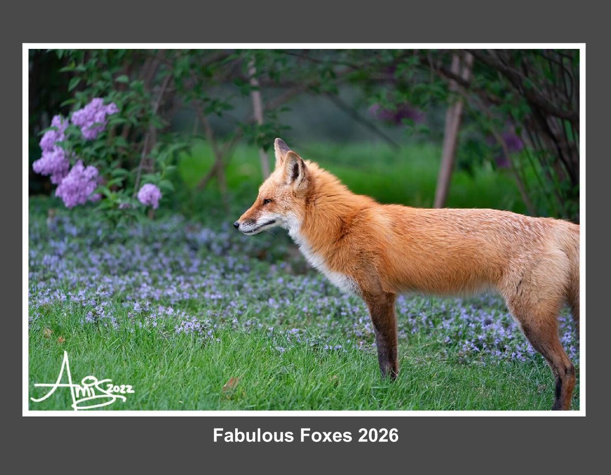 Fabulous Foxes 2026 Calendar | Create Photo Calendars
