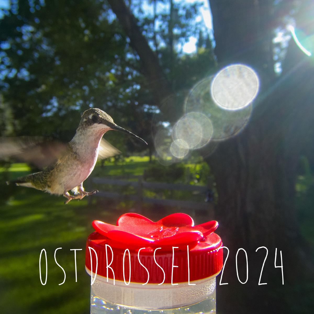 Ostdrossel Store | Create Photo Calendars