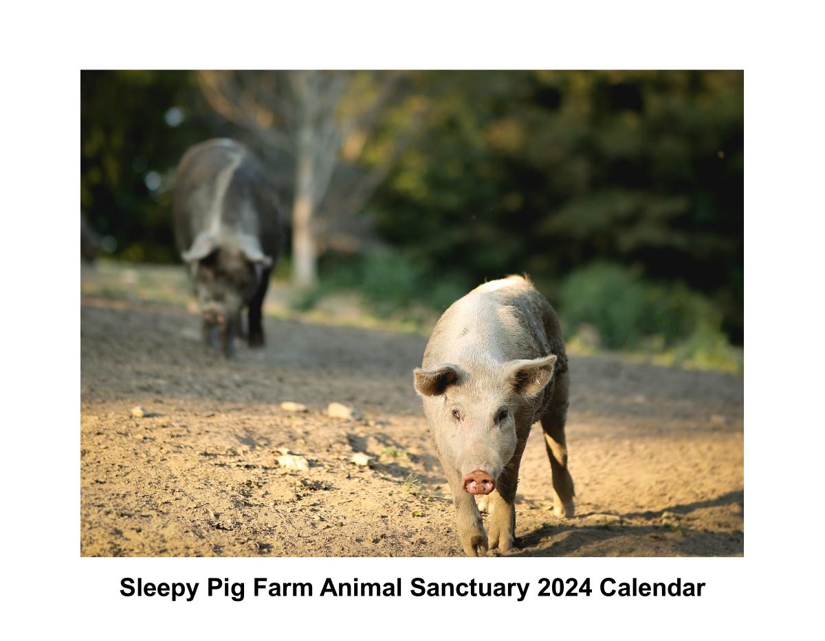 Custom Photo Calendars For Sale | Create Photo Calendars Store