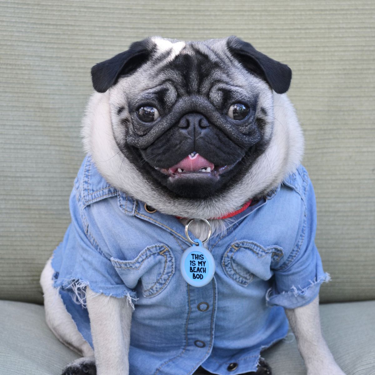 Lil Pickles Da Pug Store | Create Photo Calendars